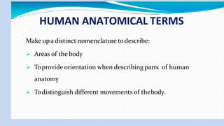 Anatomical Terms AN1.1.pptx