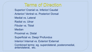 Anatomical Terms AN1.1.pptx