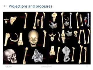 Anatomical Terms and radiological anatomy.pptx
