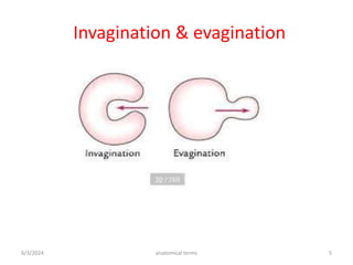 Anatomical Terms and radiological anatomy.pptx