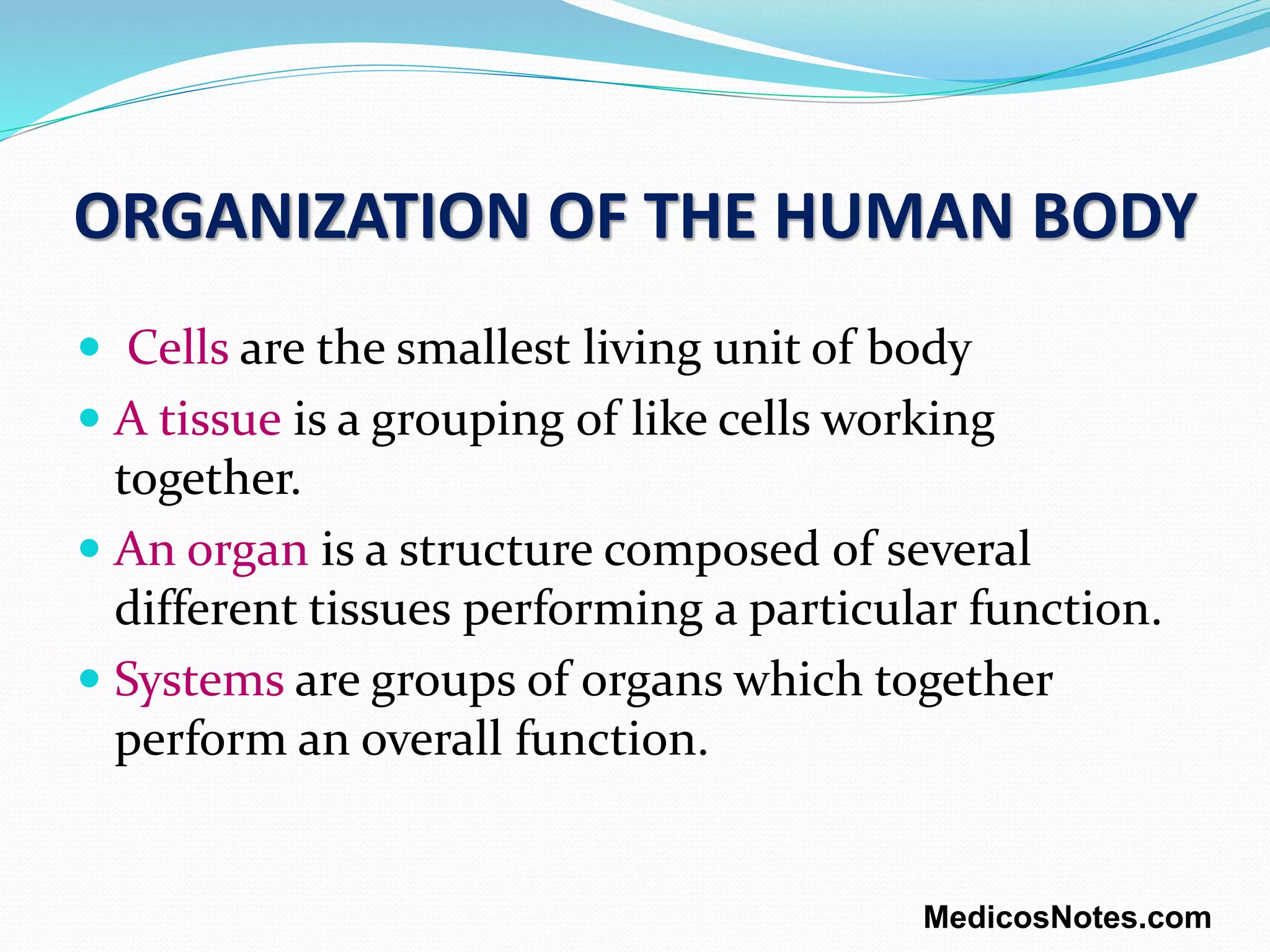 Anatomical terms medicosnotes.com