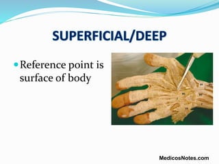 Anatomical terms medicosnotes.com | Biological Sciences | Science