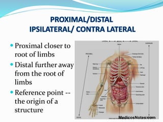 Anatomical terms medicosnotes.com