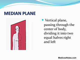 Anatomical terms medicosnotes.com