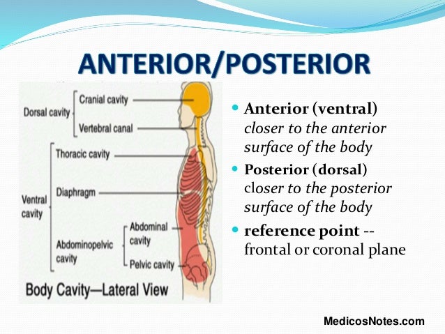 Anatomical Terms Medicosnotes Anatomical Terms Medicosnotes