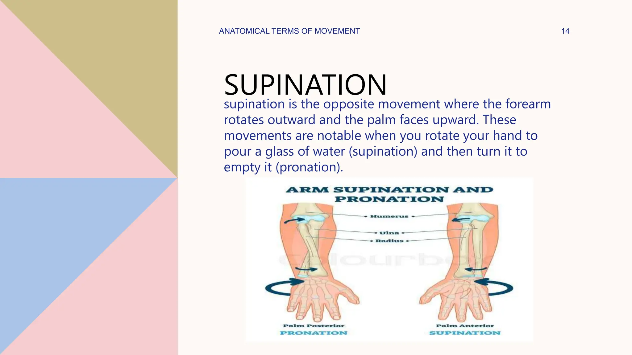 ANATOMICAL TERMS OF MOVEMENT.pptx