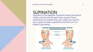 ANATOMICAL TERMS OF MOVEMENT.pptx