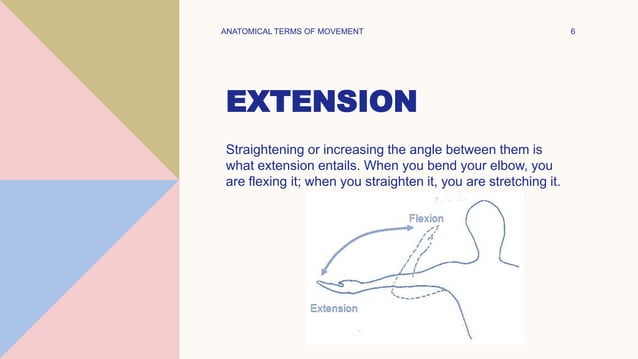 ANATOMICAL TERMS OF MOVEMENT.pptx