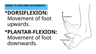 Anatomical Terms, Planes, Positions & Movements-3.pptx