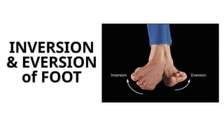 Anatomical Terms, Planes, Positions & Movements-3.pptx