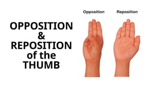 Anatomical Terms, Planes, Positions & Movements-3.pptx