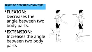 Anatomical Terms, Planes, Positions & Movements-3.pptx