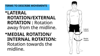 Anatomical Terms, Planes, Positions & Movements-3.pptx