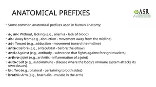 Anatomical terms Splen and sclera pptsss | PPT