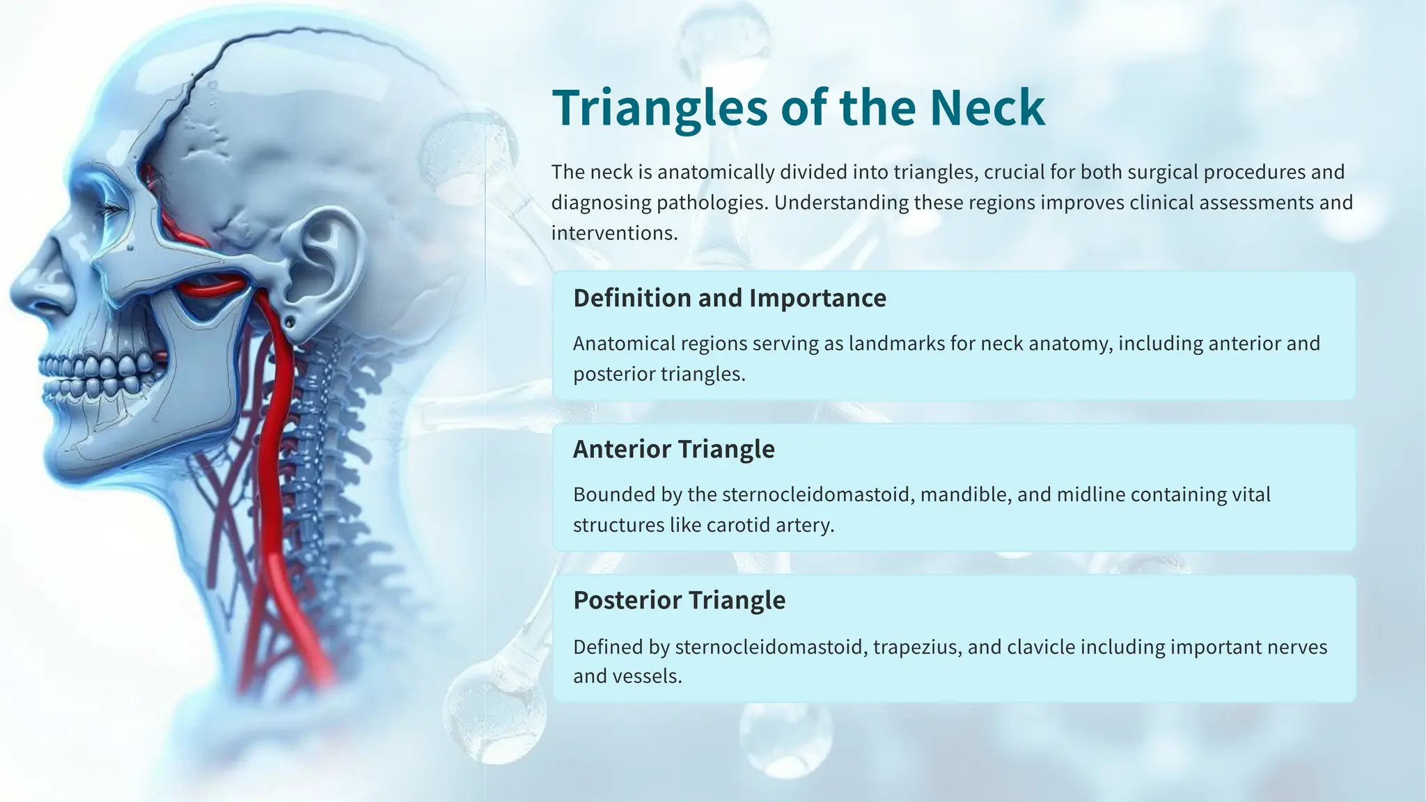 Anatomical Triangles and Glands and their function.pdf