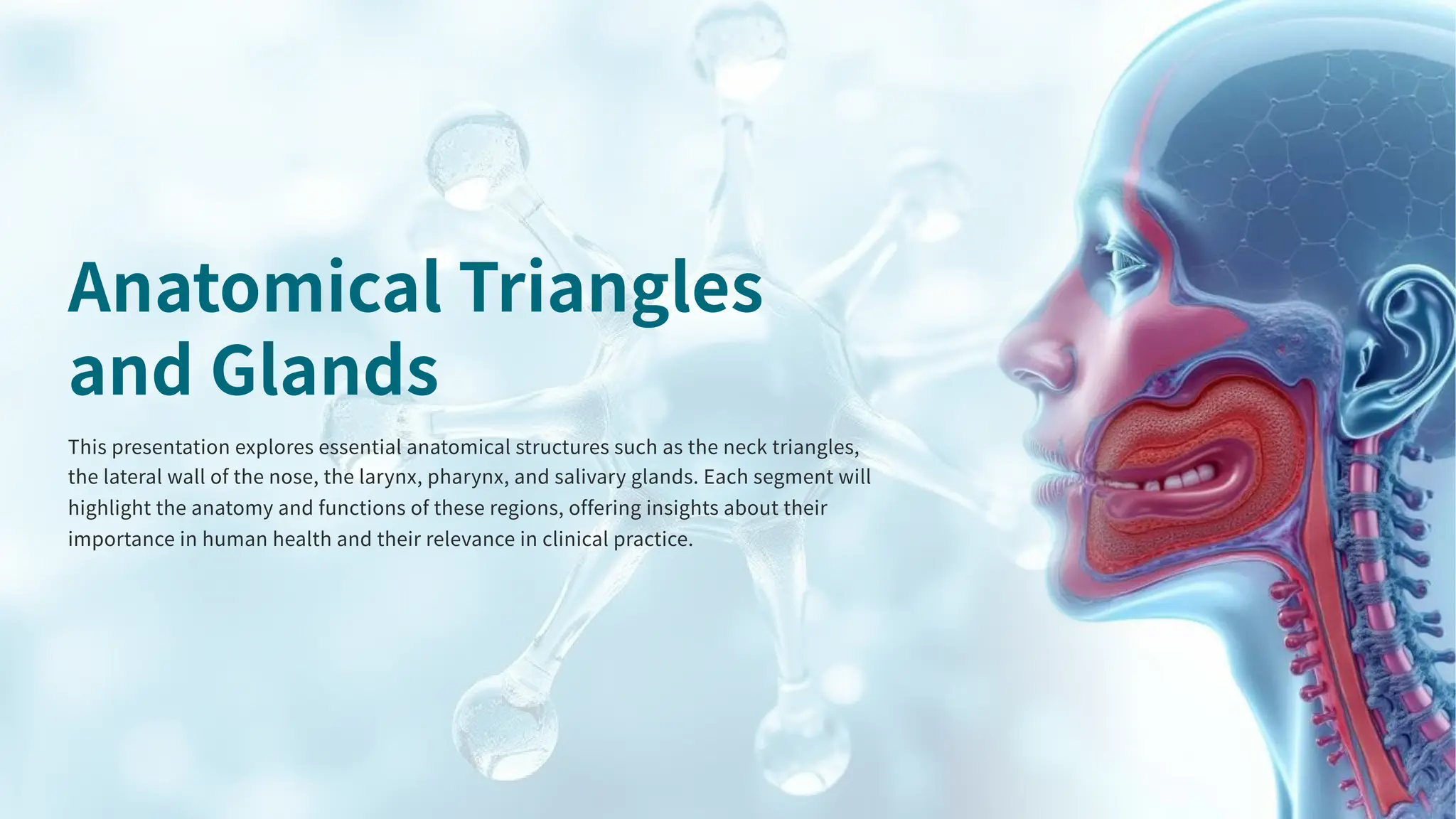 Anatomical Triangles and Glands. type of gland pdf | PDF