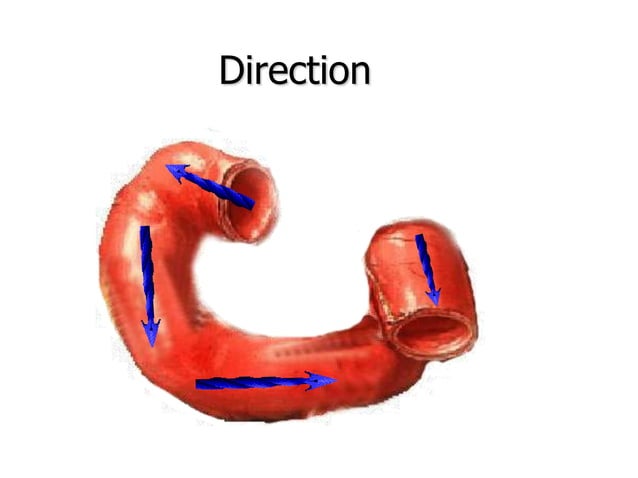 ANATOMICAL AND FUNCTIONAL VARIATIONS OF DUODENUM.ppt