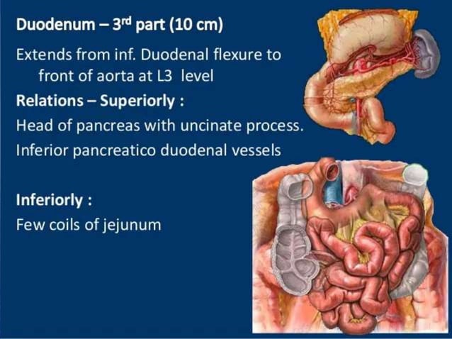 ANATOMICAL AND FUNCTIONAL VARIATIONS OF DUODENUM.ppt