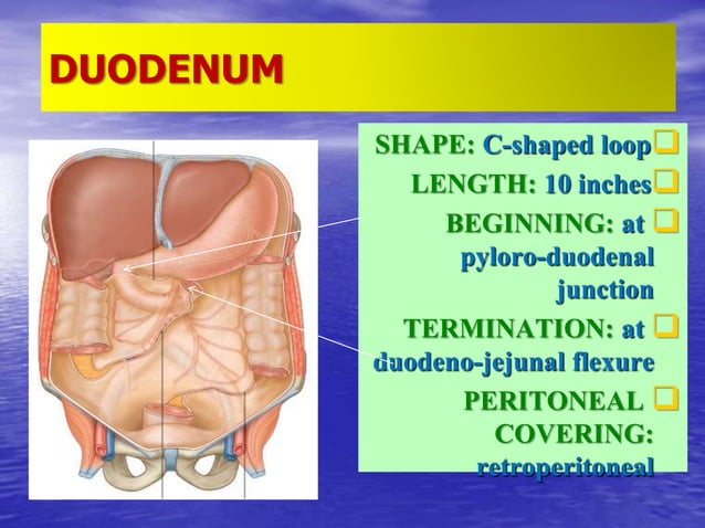 ANATOMICAL AND FUNCTIONAL VARIATIONS OF DUODENUM.ppt