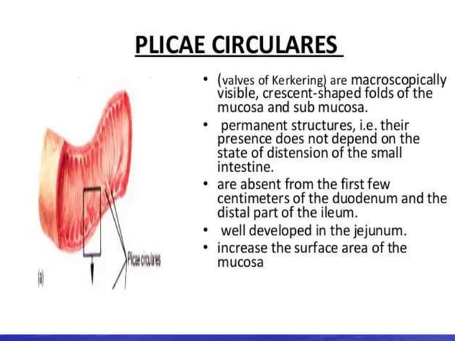 ANATOMICAL AND FUNCTIONAL VARIATIONS OF DUODENUM.ppt