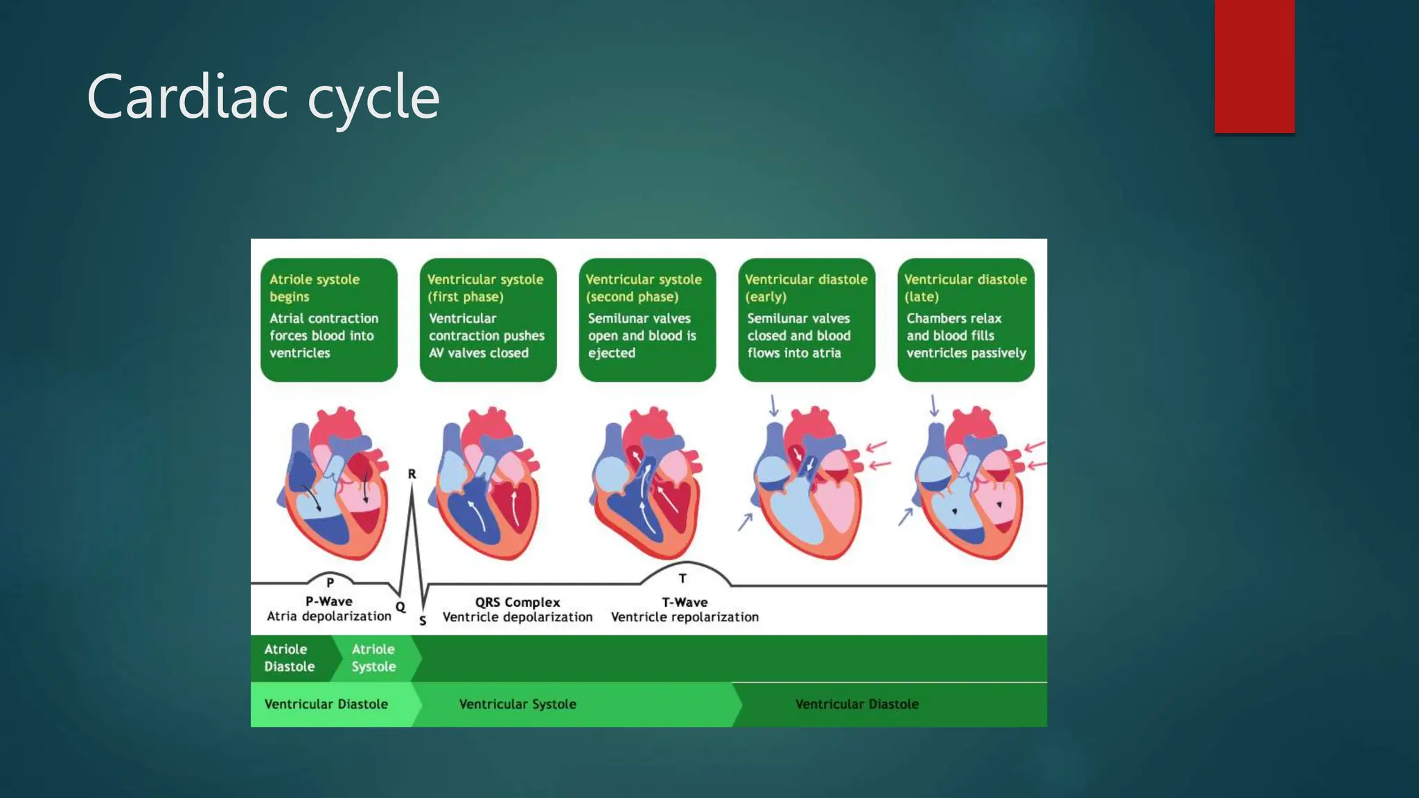 Anatomic and physiologic overview of Heart.pptx