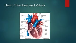 Anatomic and physiologic overview of Heart.pptx
