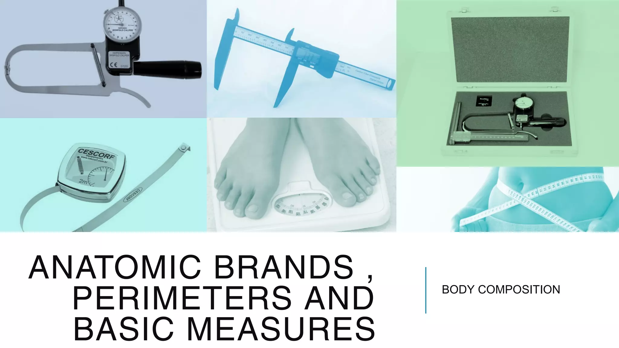 Anatomic brands , perimeters and basic measures | ODP | Bodybuilding ...