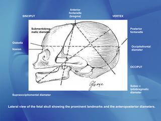 Anatomic characteristics of Fetal head and Pelvis.ppt