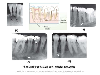 Anatomic landmarks seen in a IOPA | PPTX