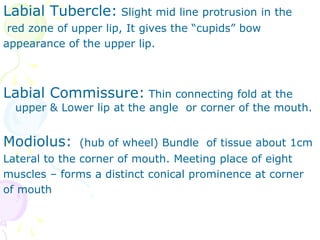 Anatomic landmarks maxilla an manible.ppt