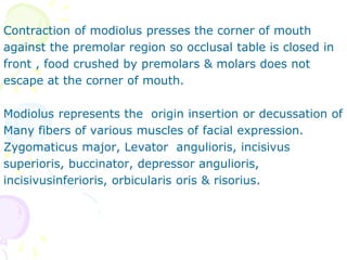 Anatomic landmarks maxilla an manible.ppt