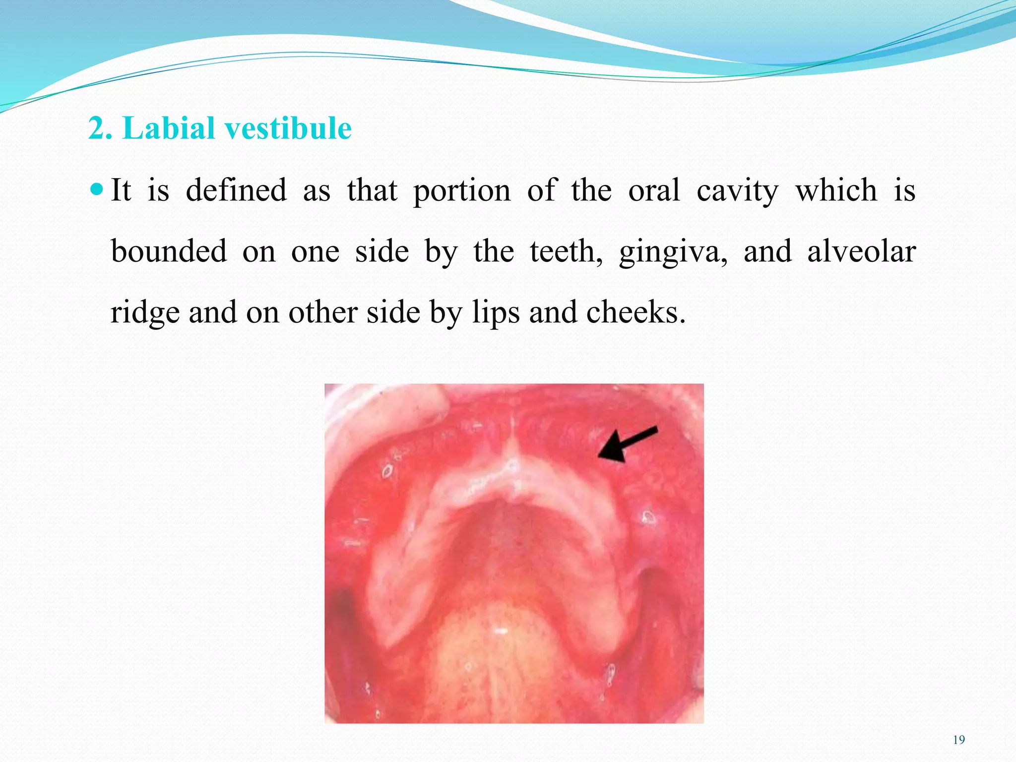 ANATOMIC LANDMARKS OF MAXILLA.pptx