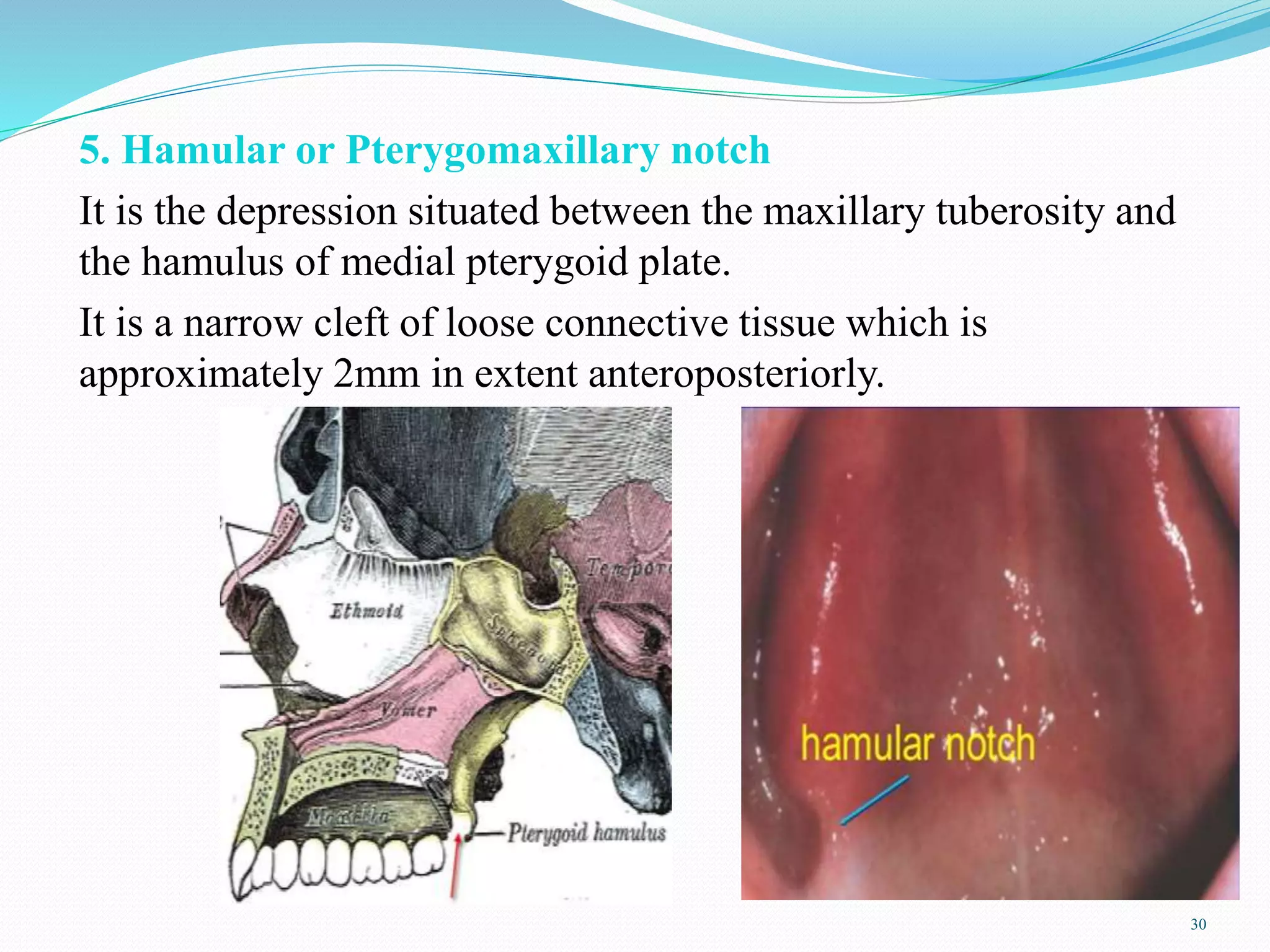 ANATOMIC LANDMARKS OF MAXILLA.pptx