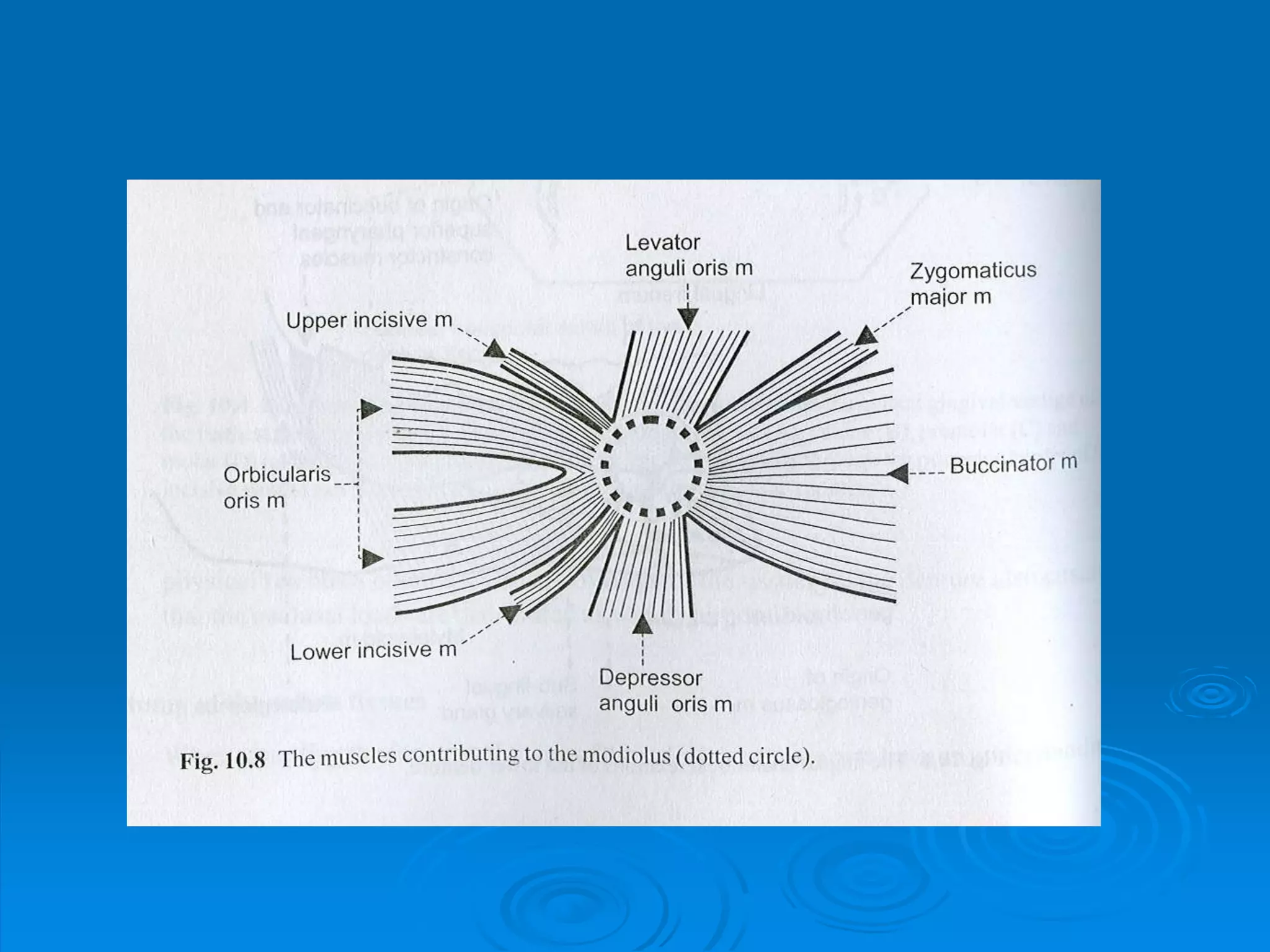 Anatomic LandmarkT.PPT