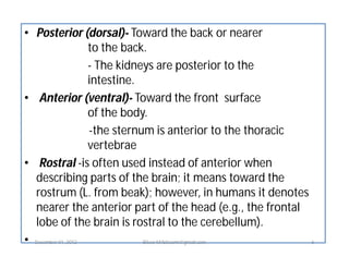 Anatomicomedical terminology ppt -by- Bitew | PDF