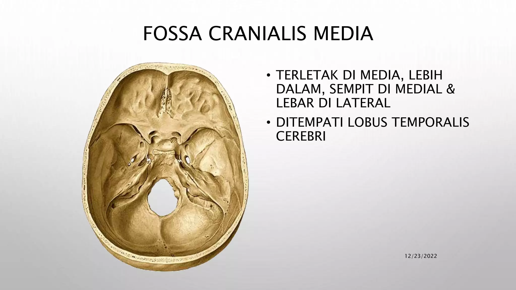 Anatomi Cranium.pptx