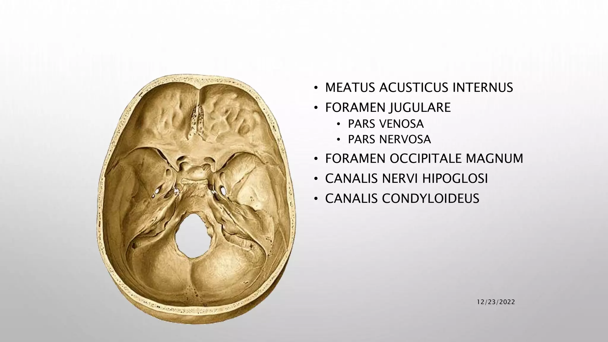 Anatomi Cranium.pptx
