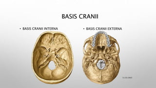 Anatomi Cranium.pptx