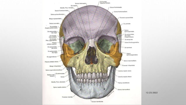 Anatomi Cranium.pptx | Bone and Joint Conditions | Diseases and Conditions