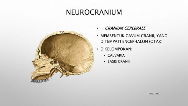 Anatomi Cranium.pptx | Bone and Joint Conditions | Diseases and Conditions