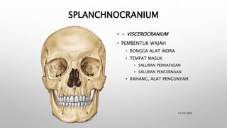 Anatomi Cranium.pptx | Bone and Joint Conditions | Diseases and Conditions