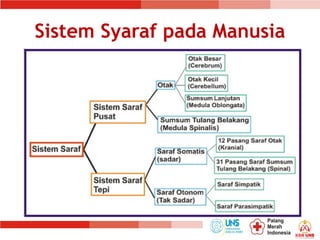 Materi ANATOMI DAN FAAL dasar pada pertolongan pertamapptx | PPTX