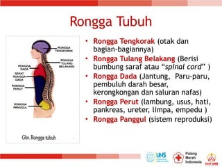 Materi ANATOMI DAN FAAL dasar pada pertolongan pertamapptx | PPTX