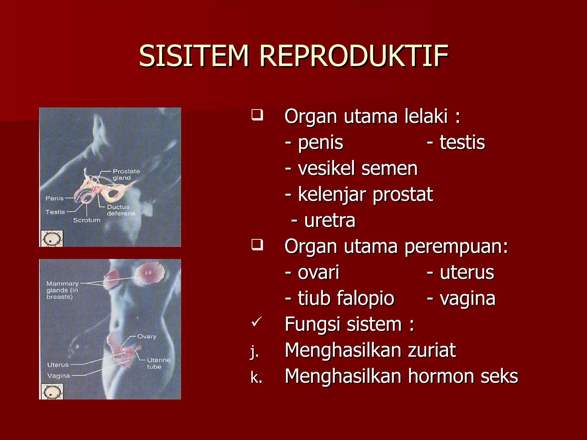 Anatomi dan fisiologi | PPT