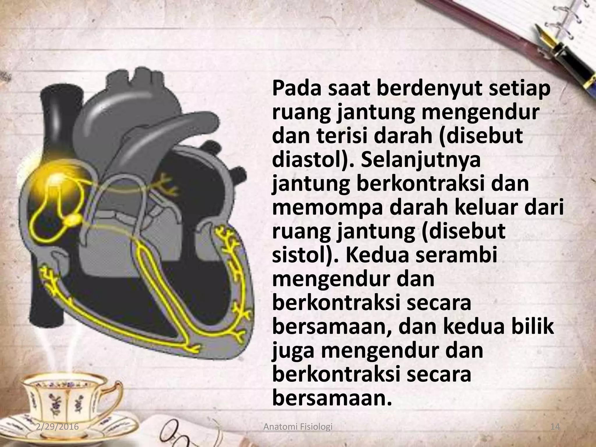 Anatomi dan fisiologi Pacemaker Jantung,Mekanisme Kontraksi,Siklus ...