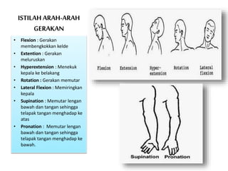 Anatomi_dan_fisiologi.pptx