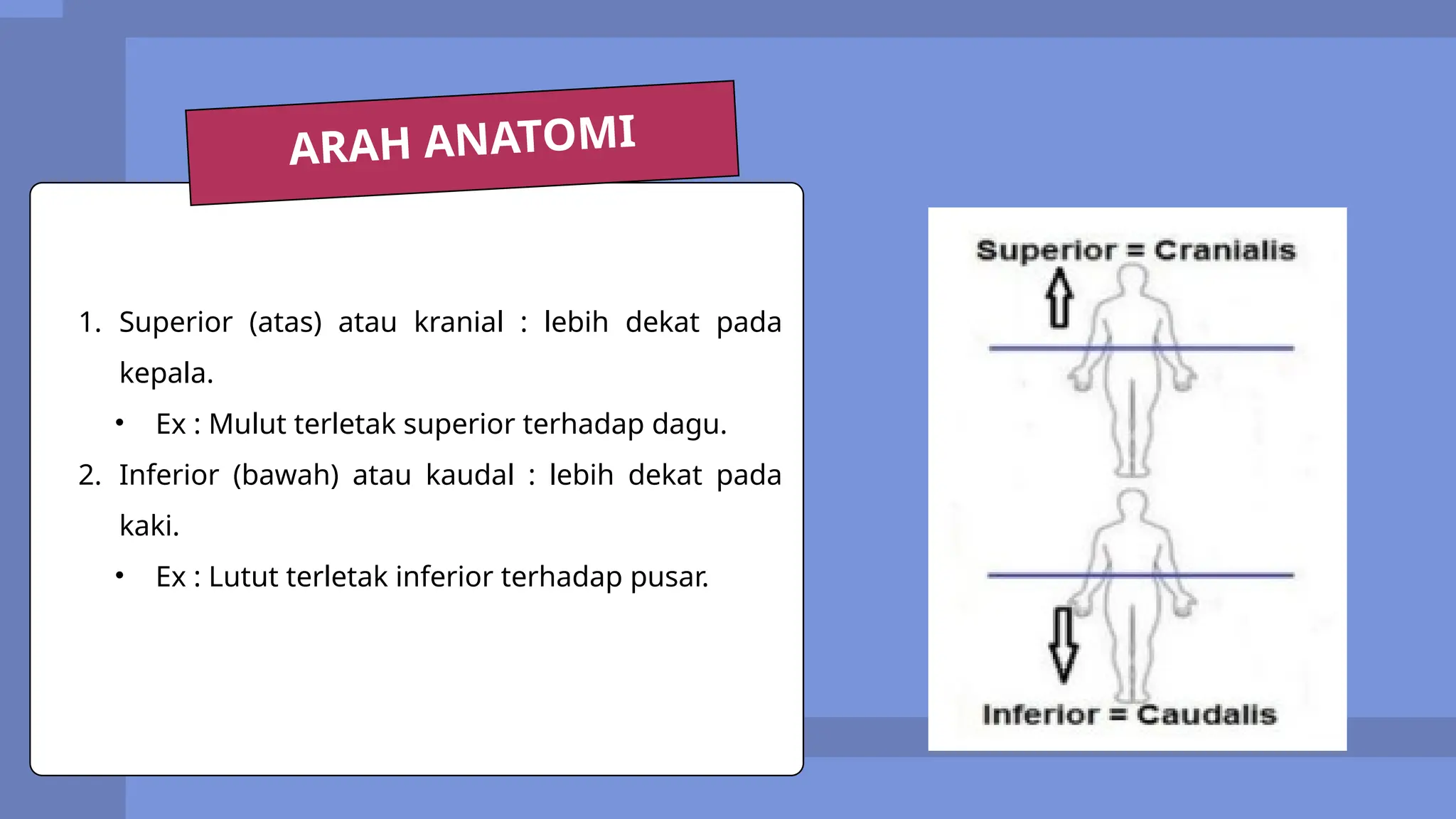 pengantar anatomi dan fisiologi tubuh manusia | PPTX