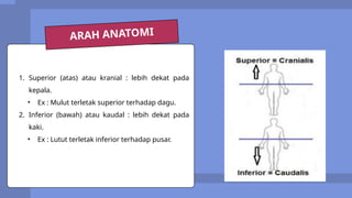 pengantar anatomi dan fisiologi tubuh manusia | PPTX