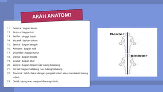pengantar anatomi dan fisiologi tubuh manusia | PPTX