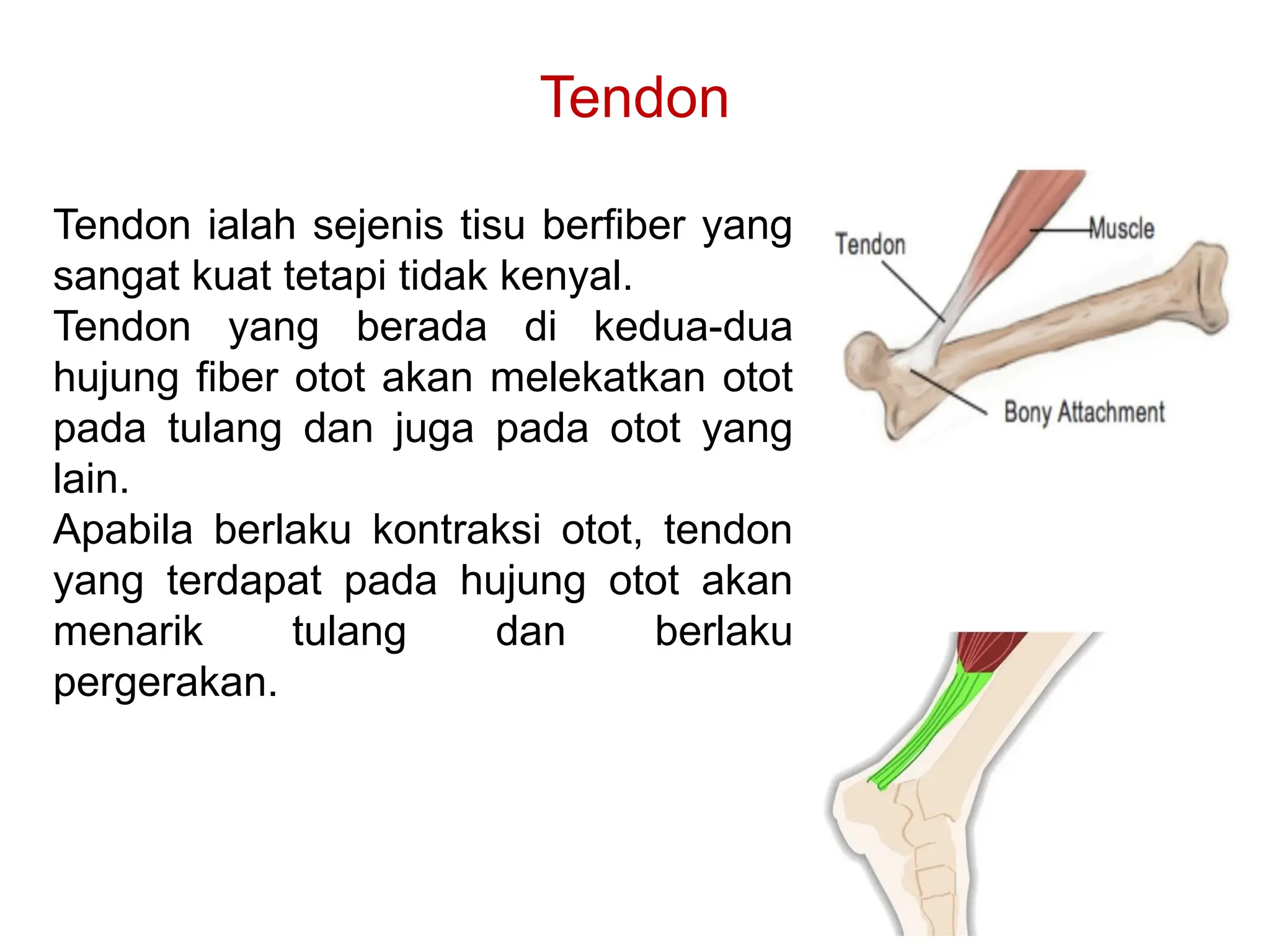 anatomi dan fisiologi 6.4 (Sistem Rangka) .pptx